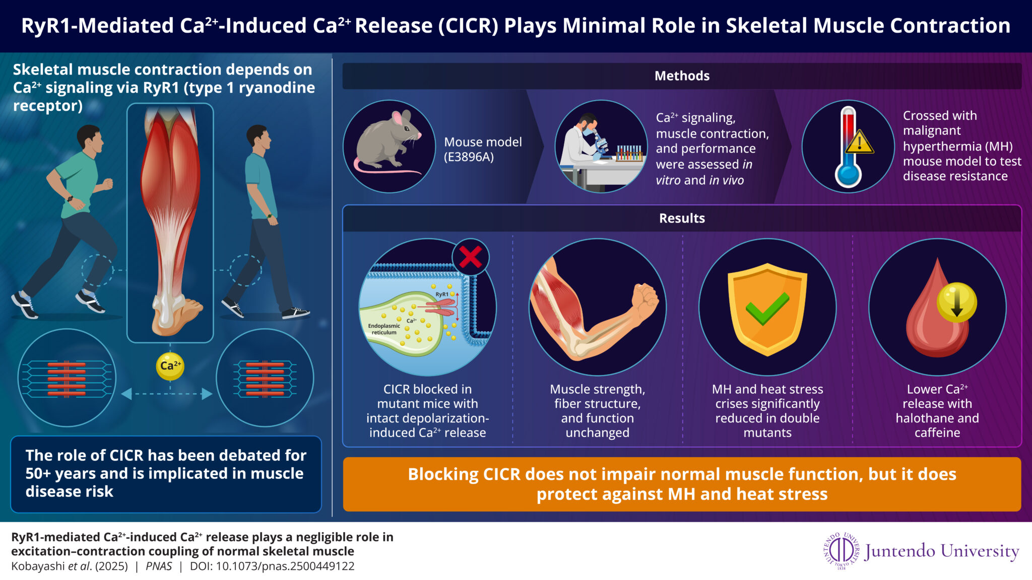 New Genetic Model Reveals Calcium-Induced Calcium Release Is ...